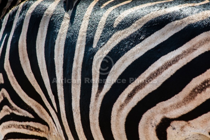 Zebra hide reference photo – African Reference Photos for Wildlife ... Zebra hide reference photo – African Reference Photos for Wildlife ...