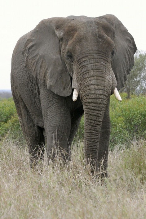 Elephant – African Reference Photos for Wildlife Artists by Scotch ...