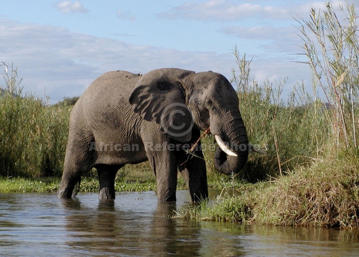 Elephant – African Reference Photos for Wildlife Artists by Scotch ...