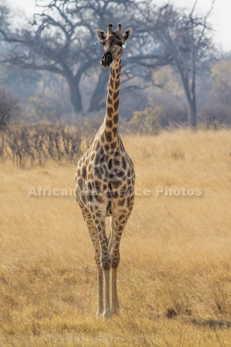 Giraffe Front-on View – African Reference Photos for Wildlife Artists ...