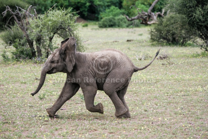 Elephant art reference image – African Reference Photos for Wildlife ...