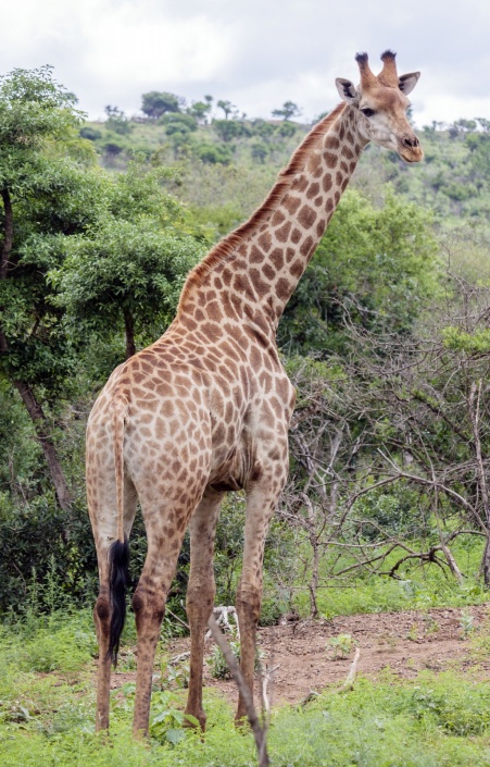 Giraffe Full Figure – African Reference Photos for Wildlife Artists by ...