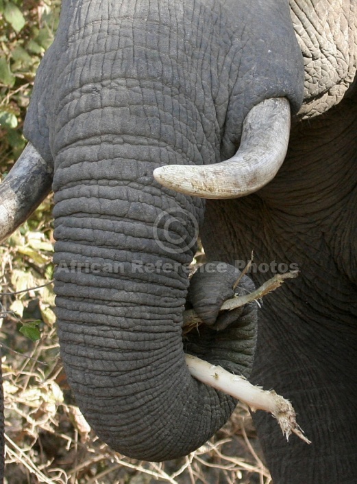 Elephant – African Reference Photos for Wildlife Artists by Scotch ...