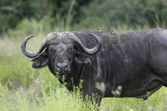 African Buffalo – African Reference Photos for Wildlife Artists by ...