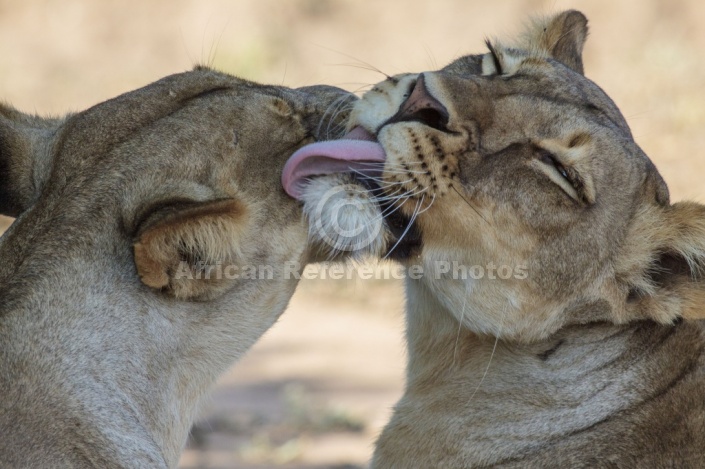 Lioness Pair Nuzzling – African Reference Photos for Wildlife Artists ...